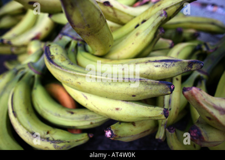 Bananas are wellknown export products of Colombia Stock Photo - Alamy