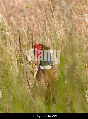 Common Pheasant, hidden portrait, bird with long tail on the green ...