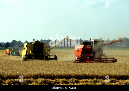 grain harvest, threshing machine, farm, farmers Stock Photo - Alamy