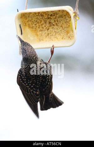 STARLING STERNUS VULGARIS FEEDING ON FAT FEEDER Stock Photo - Alamy