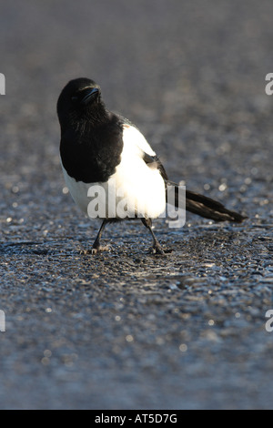 MAGPIE PICA PICA STANDING ON ROAD FRONT VIEW Stock Photo - Alamy