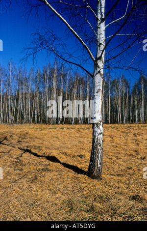 The Lone Birch Stock Photo - Alamy