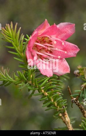 Common Mountain Bell, Darwinia lejostyla, Stirling Ranges, near Mount ...