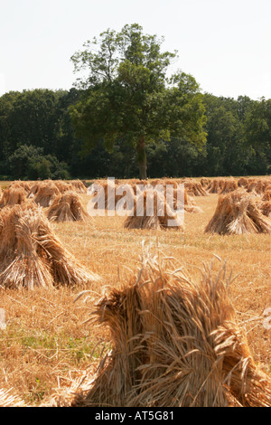 Wiltshire England Old Fashioned Hay Stacks Stock Photo - Alamy
