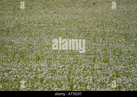 Upavon Wiltshire UK England field of blue flowers flax Stock Photo - Alamy