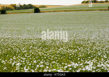Upavon Wiltshire UK England field of blue flowers flax Stock Photo - Alamy