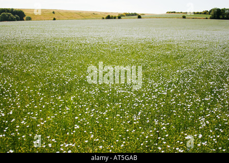 Upavon Wiltshire UK England field of blue flowers flax Stock Photo - Alamy