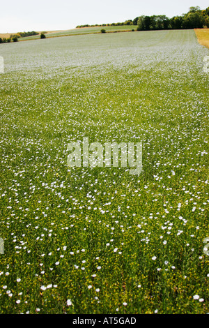 Upavon Wiltshire UK England field of blue flowers flax Stock Photo - Alamy