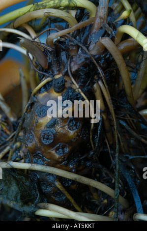 The root system of the water lily plant out of the mud Stock Photo - Alamy