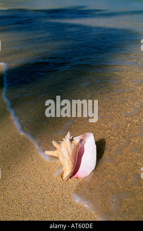 conch shell on the beach in the sunset Strombus gigas Stock Photo - Alamy