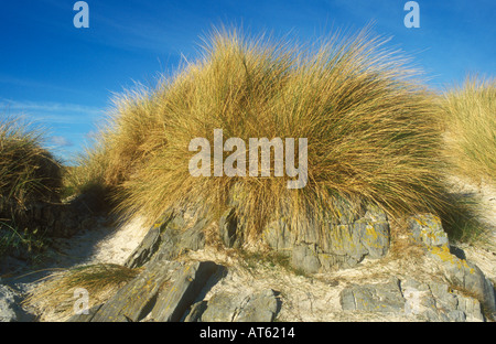 Close up of the tough marram grass anchoring the sand-dunes along the ...