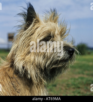Cairn Terrier Portrait Stock Photo - Alamy