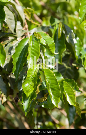 Coffee plantation near Ruiru Kenya Stock Photo - Alamy