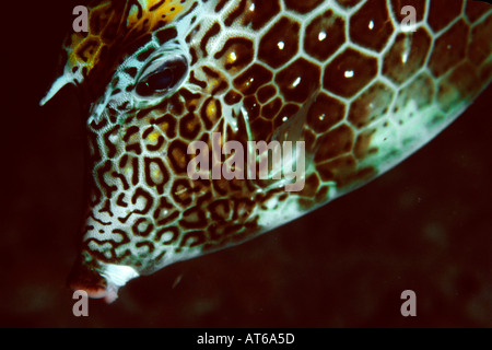 Honeycomb cowfish at night Acanthostracion polygonius Abrolhos National ...