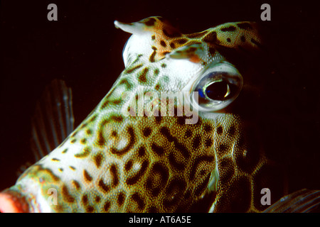 Honeycomb cowfish at night Acanthostracion polygonius Abrolhos National ...