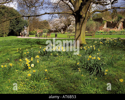 london highgate waterlow park dafodills Stock Photo - Alamy