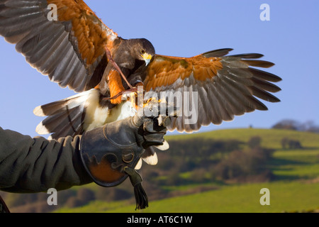 Appuldurcombe House, Falconry centre, Harris Hawk, Isle of Wight, UK ...