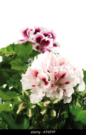 Geranium & Pelargonium Plants growing on the sea wall in the Spanish ...