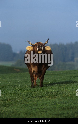 Pinzgauer Cattle. Cow standing on an alpine pasture. Germany Stock ...