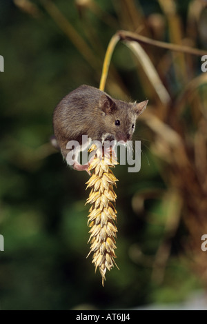 Field Mouse, common voles (Microtus arvalis), vole, voles, mice ...