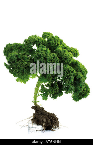 Closeup shot of fresh curly kale leaves, green background Stock Photo ...