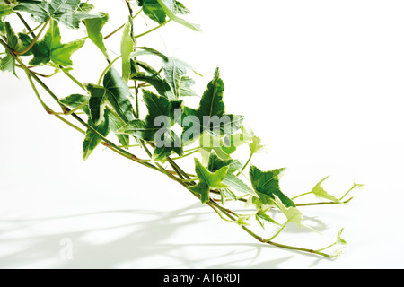 Ivy (hedera helix), close up showing the branching stems of the ...
