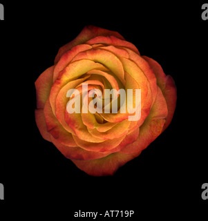 Closeup view of yellow rose hip flowers in a garden Stock Photo - Alamy