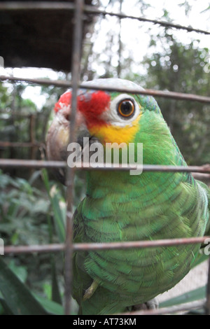 Red-Lored Amazon Parrot (Yellow Cheek Amazon) eating a banana, Mexico ...