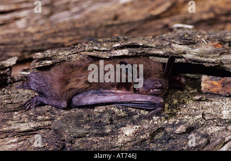 Evening Bat Nycticeius humeralis adult in flight Willacy County Rio ...