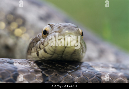 Great Plains Rat Snake Elaphe guttata emoryi adult with wildflowers ...