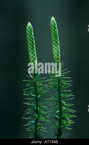 Club moss, Lycopodium clavatum Stock Photo - Alamy