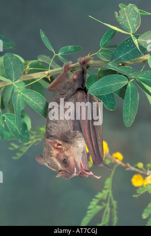Dark fruit-eating bat (Artibeus obscurus), held by researcher, Madre de ...