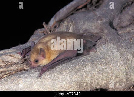 Lily's Yellow-shouldered Bat Sturnira lillium Alamos Sonora Mexico ...