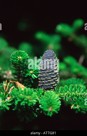 Abies koreana, Korean Fir Stock Photo - Alamy