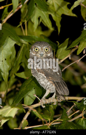 Elf Owl Micrathene whitneyi fledgling Stock Photo - Alamy