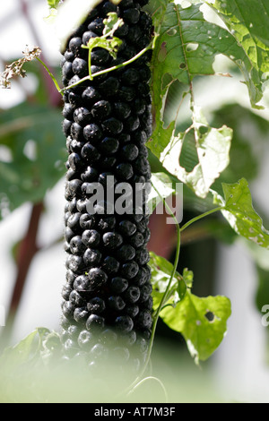 Phytolacca octandra red ink plant or inkweed Stock Photo - Alamy