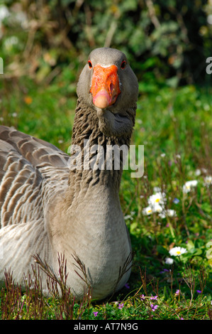 Toulouse goose with dewlap Stock Photo - Alamy