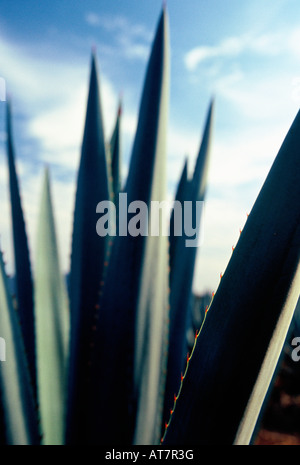 Agave Landscape In Tequila, Jalisco A World Heritage Site by UNESCO A ...