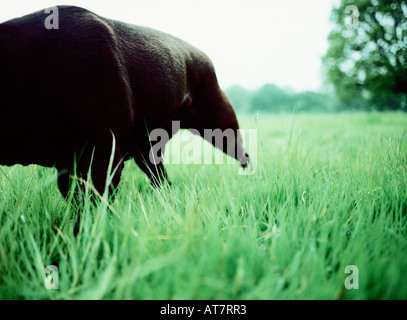 Chocolate Labrador searching in grass Windsor Great Park 2000 Stock ...