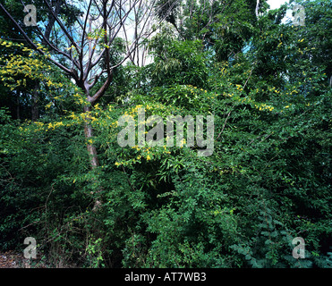 Blooming campeachy tree, Guadeloupe, French West Indies Stock Photo - Alamy