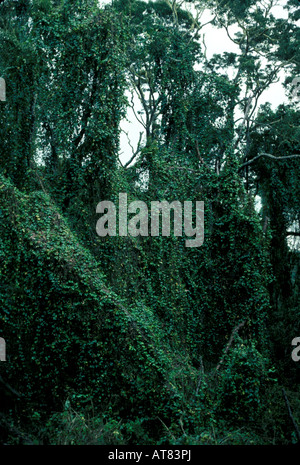 Big Island, Hawaii, Koa Tree, Mana Road, Mauna Kea, Acacia, Fabaceae ...