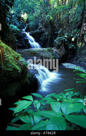 Onomea falls, waterfall and forest scenery in Hilo Stock Photo - Alamy
