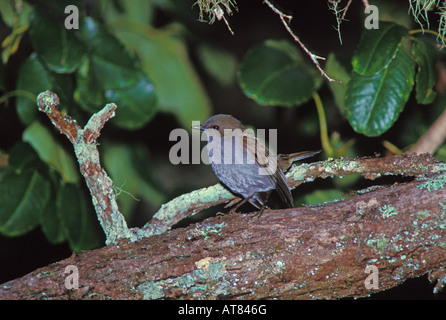 Native Hawaiian forest bird, the omao or Hawaiian thrush, (myadestes ...