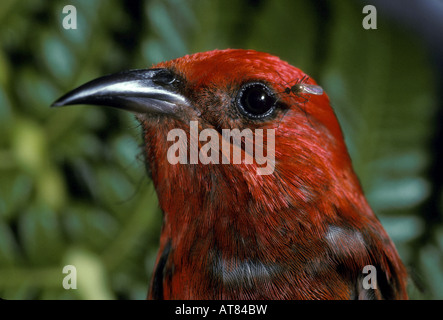 Apapane (Himatione sanguinea) on flowering plant, Hawaii Stock Photo ...