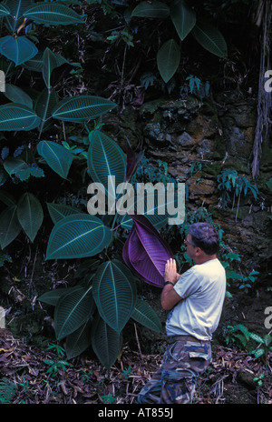 Miconia calvescens (Melastomataceae) a known invasive weed species ...