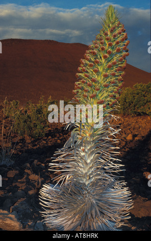 Rare Silversword Plants on Mauna Kea Stock Photo - Alamy