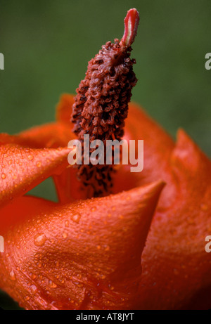 endangered native tree cotton (Kokia kauaiensis Stock Photo - Alamy