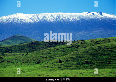Snow capped Mauna Kea with the Parker Ranch cattle pasture in the ...