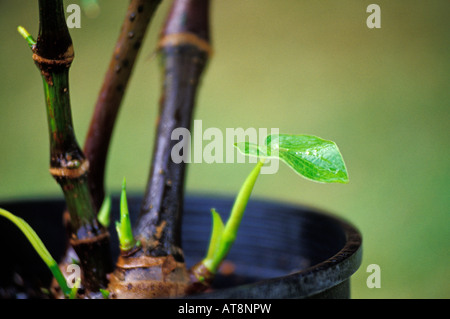 Awa root, Hawaiian medicinal plant Stock Photo - Alamy