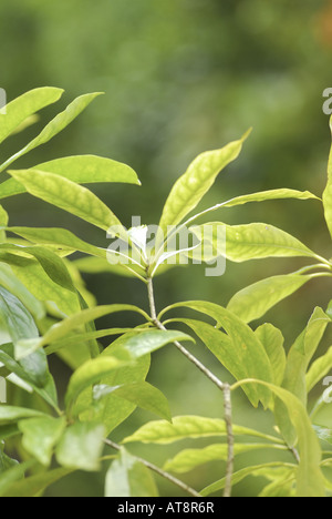 Leaves of the native Ho'awa tree (pittosporum kauaiense). Photographed ...